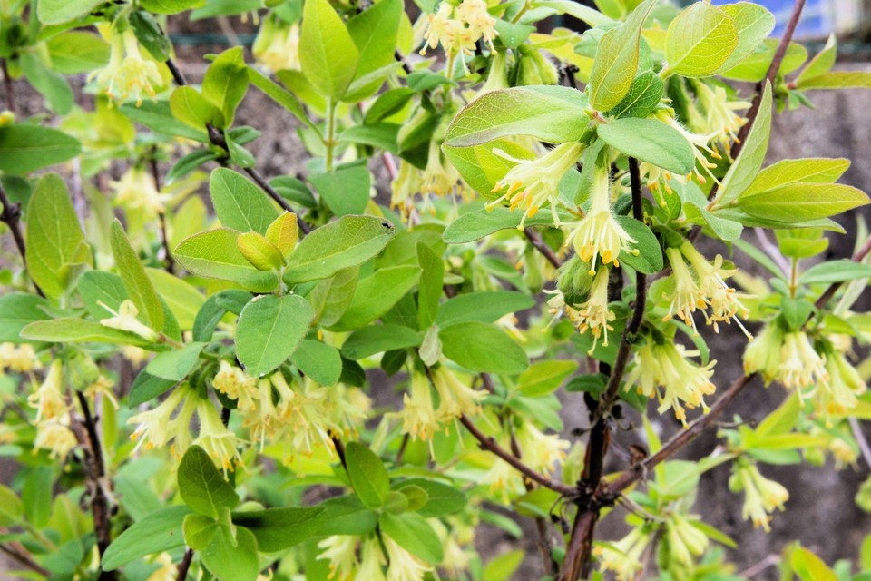 30 HONEYBERRY Blue Honeysuckle Lonicera Caerulea Edible Fruit Shrub ...