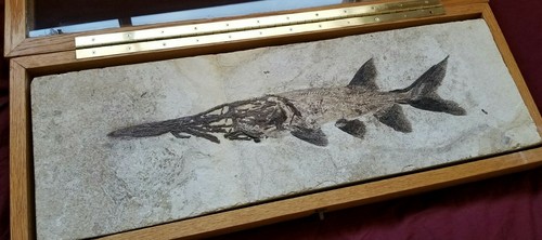 Paddlefish Fossil (Crossopholis) 21.5" "Green River Formation" PRICED ...