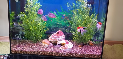 Fish R Fun FRF-UV24W 24W Internal Aquarium UV Sterilizer for sale ...