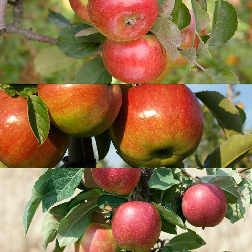 Patio Apple Tree - Mixed Varieties - Patio Fruit Tree 2-4ft in 5 Litre ...