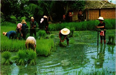 CPM AK THAILAND Cultivation of Rice in Thailand Making Tender Rice ...