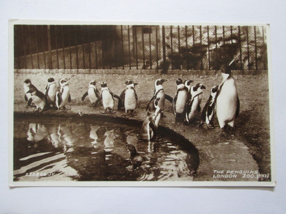 Images Of Real Penguins Emperor Penguins: A Report From The Antarctic
