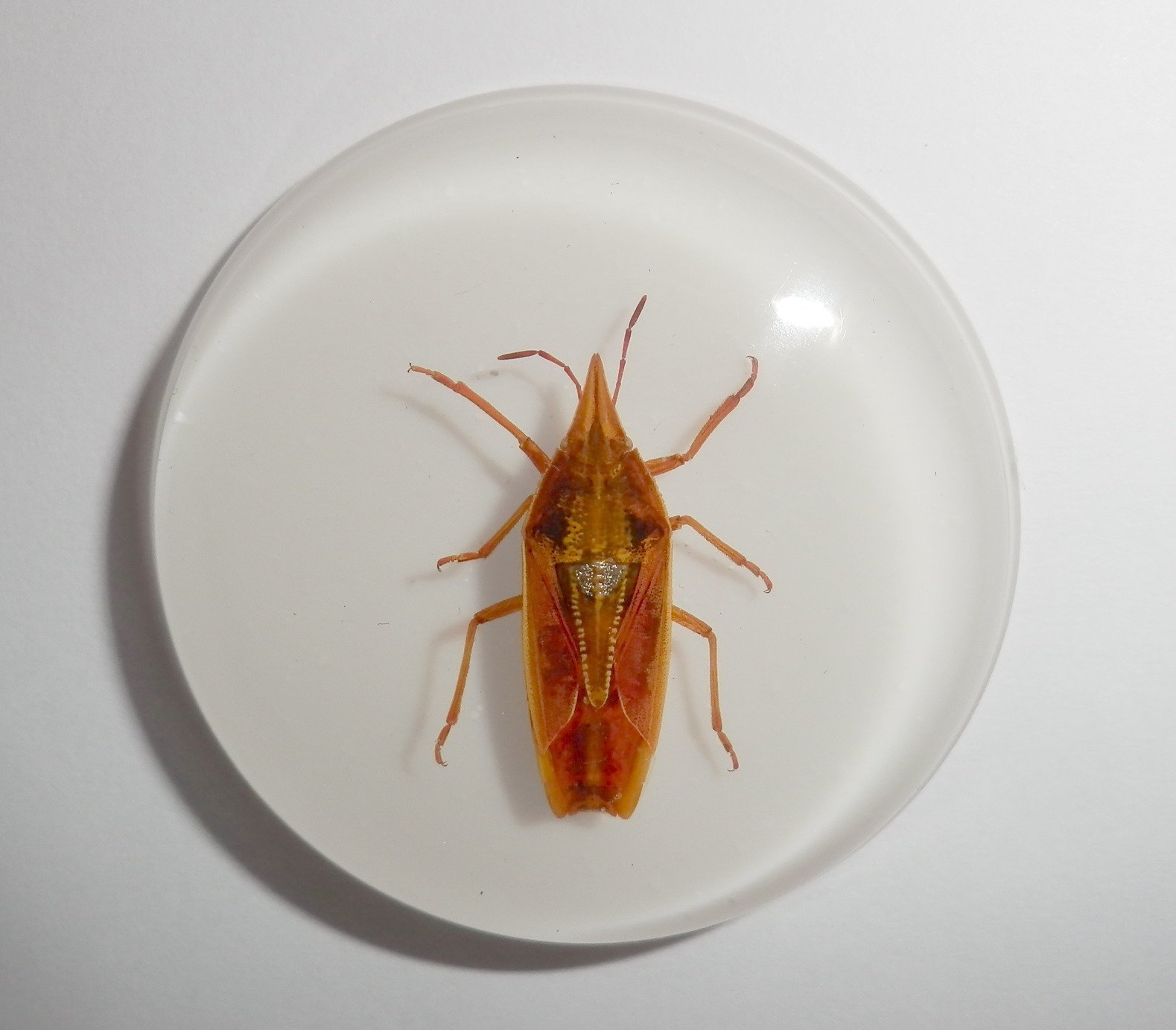 Insect Cabochon Sword Bug 38.5 mm Round inner 36 mm on white 2 Pieces ...