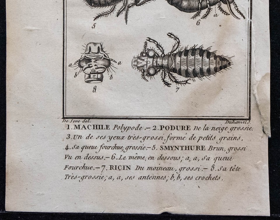 1804 - Antique Engraving: Insects Machile, Podure de la neige, Smynture ...