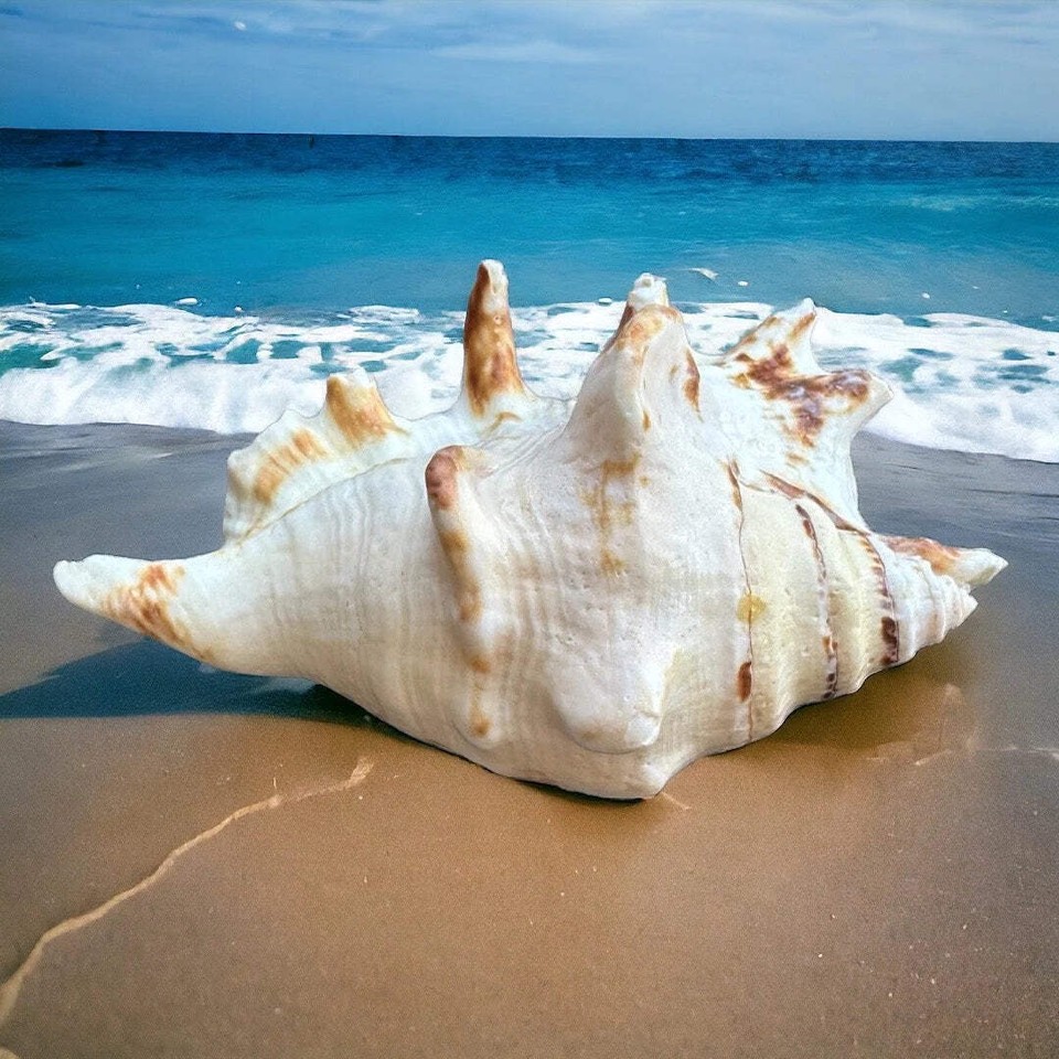 Large Conch Seashell Spiky Natural White Brown Big Sea Shell Beach Home ...