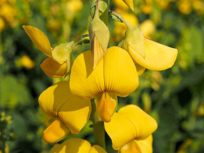 Crotalaria spectabilis Showy rattlebox 20 Seeds Bright Yellow ...