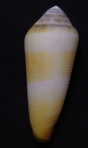 edspal shells - Conus terebra 68.8mm F+++ gastropods sea shell | eBay