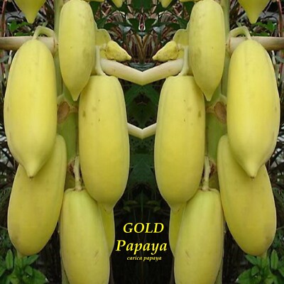 ~BUNJUI GOLDEN PAPAYA~ Giant Yellow Carica papaya Hybrid Laos Cultivar ...