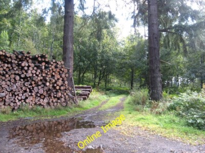 Photo 6x4 Track in to the woods on Caputh Hill Logging operation on the ...