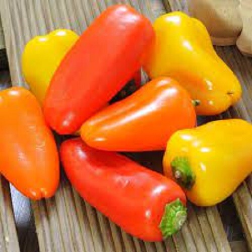 CAPSICUM SWEET MINI SEEDS Vegetable Seeds Sweet Mini Pepper Seeds ...