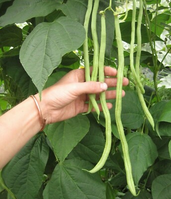 GREEN GIANT Super Long 11" Climbing Pole French Beans 20 ORGANIC Seeds ...