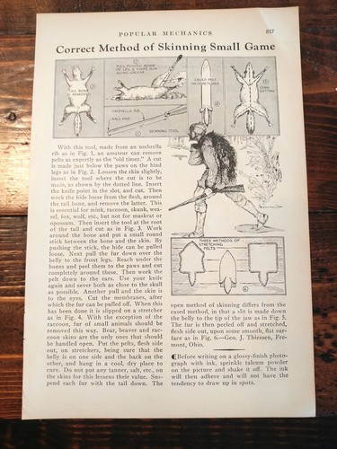 1932 How to Properly Skin Small Game Animal Skinning Hunting Outdoors ...