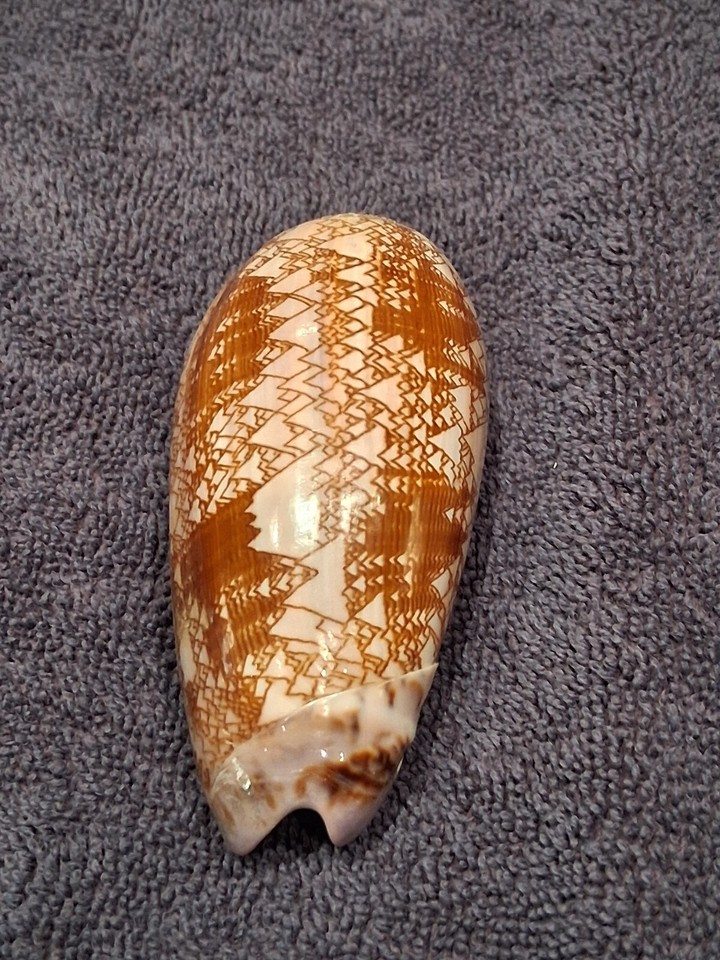 Olivia Porphyria, Tent Olive Seashell | eBay