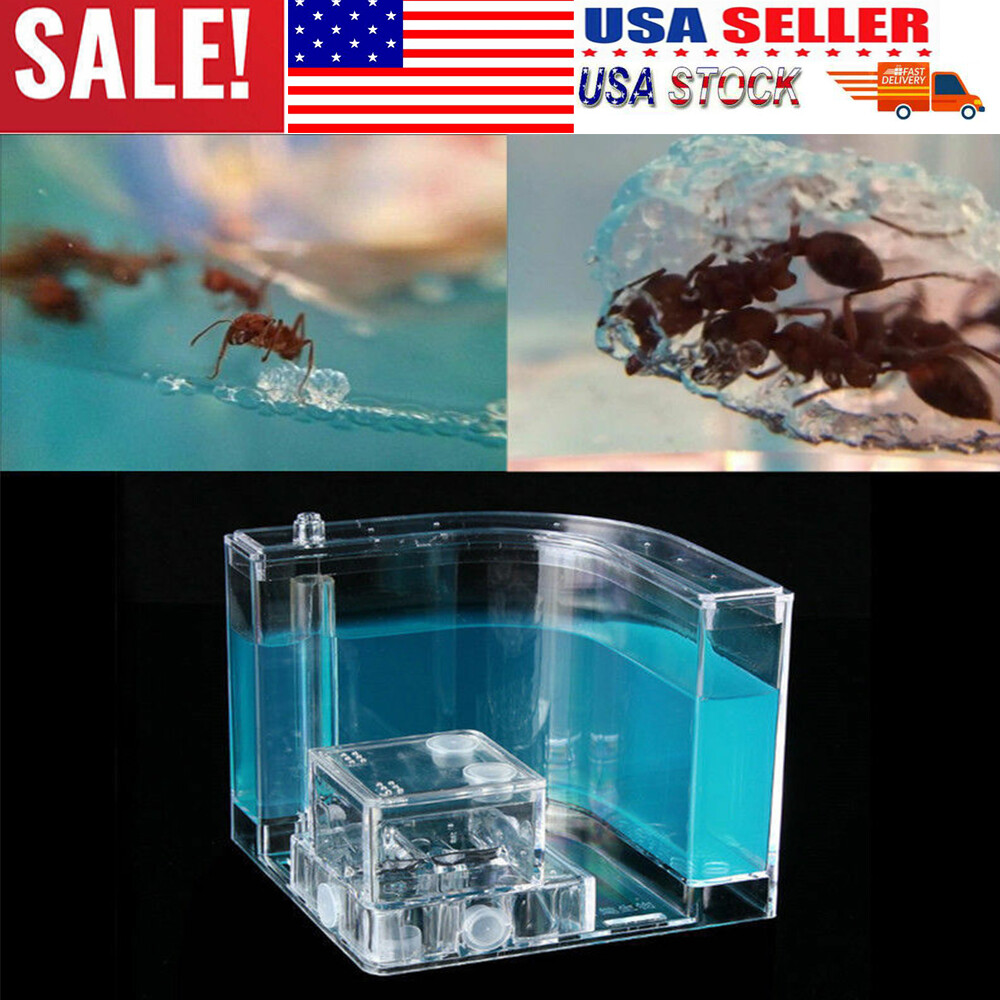 Us 3d Ant Farm Gel Maze Educational Ant Nursery Live How To Make An