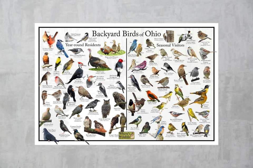 Backyard Birds of Ohio Bird Identification Nature Poster - Bird ID ...