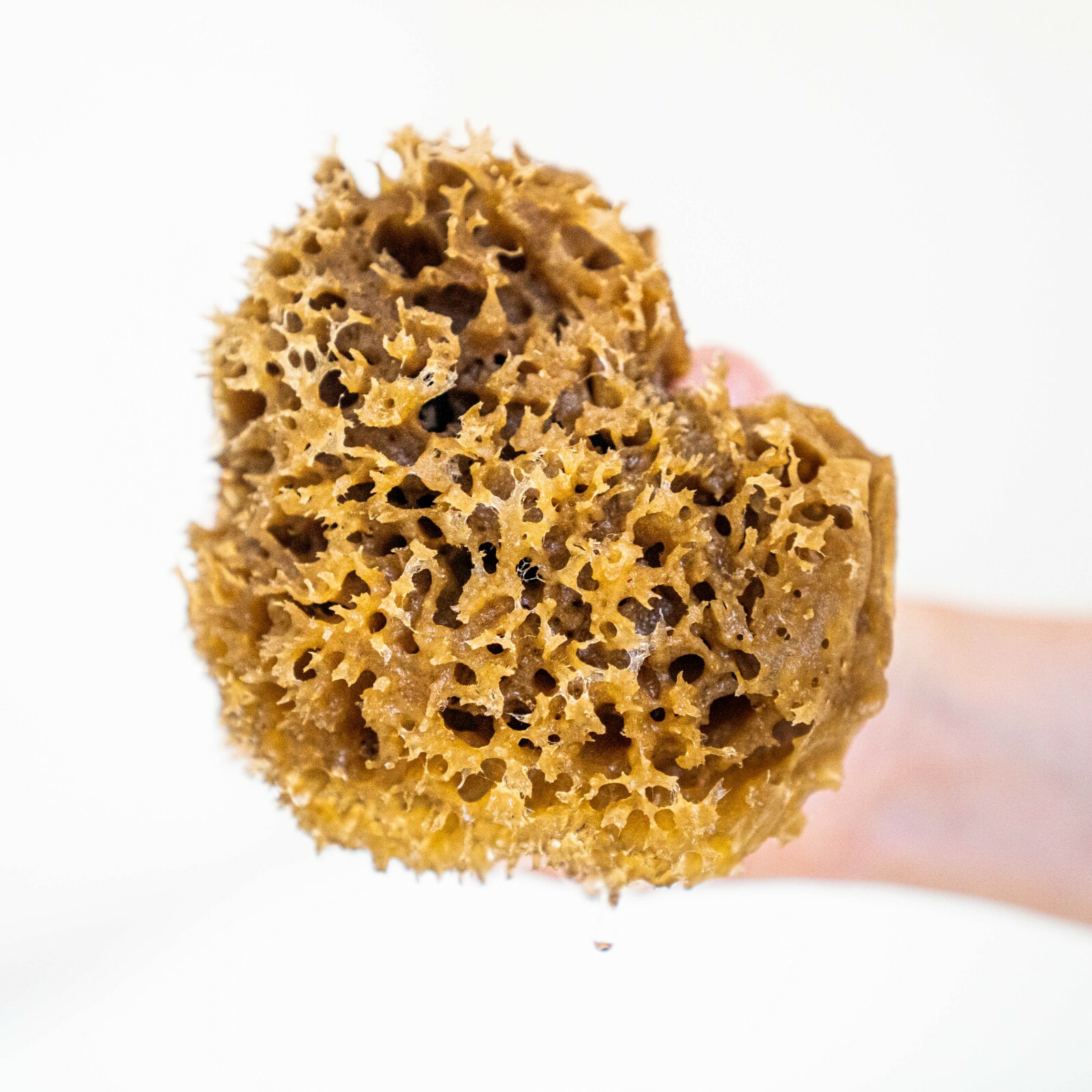 Natural Sea Sponge for Bath and Shower UK Honeycomb Bath Sea Sponge ...