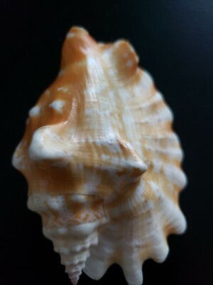 Laciniate Conch - Sinustrombus sinuatus (Approx. 4" or 101mm) | eBay