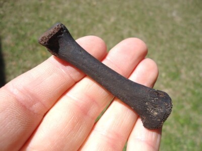 ALLIGATOR METAPODIAL TOE BONE FLORIDA FOSSILS ICE AGE EXTINCT CROCODILE ...