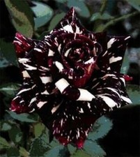 30Pcs Black Dragon Rose Bush Flower Rare Seeds Decor Plant Seeds for ...