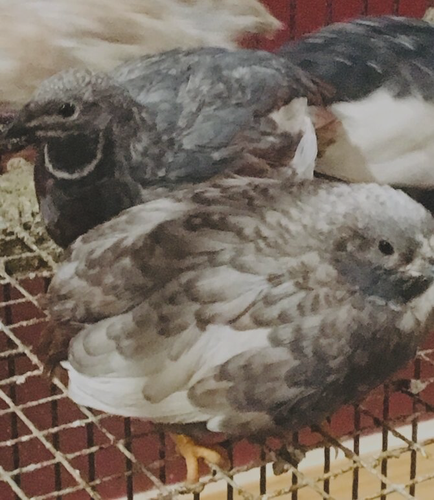 24 +++ BUTTON QUAIL HATCHING EGGS-CHINESE QUAIL OR KING QUAIL | eBay