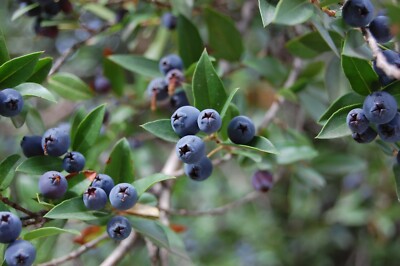 True Blue Sweet Myrtle (Myrtus communis L.) 30 Seeds (06) | eBay