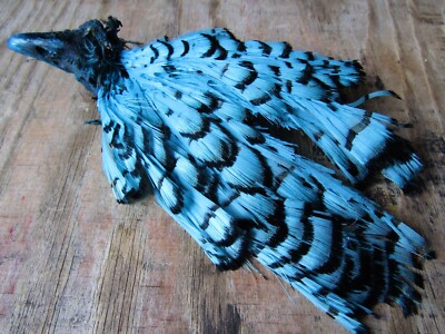IFS Lady Amherst Pheasant Head ,teal blue Tippet, Crest, hackle, Bumble ...
