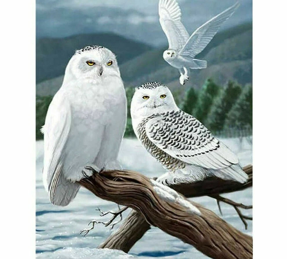 Cute Winter Owl