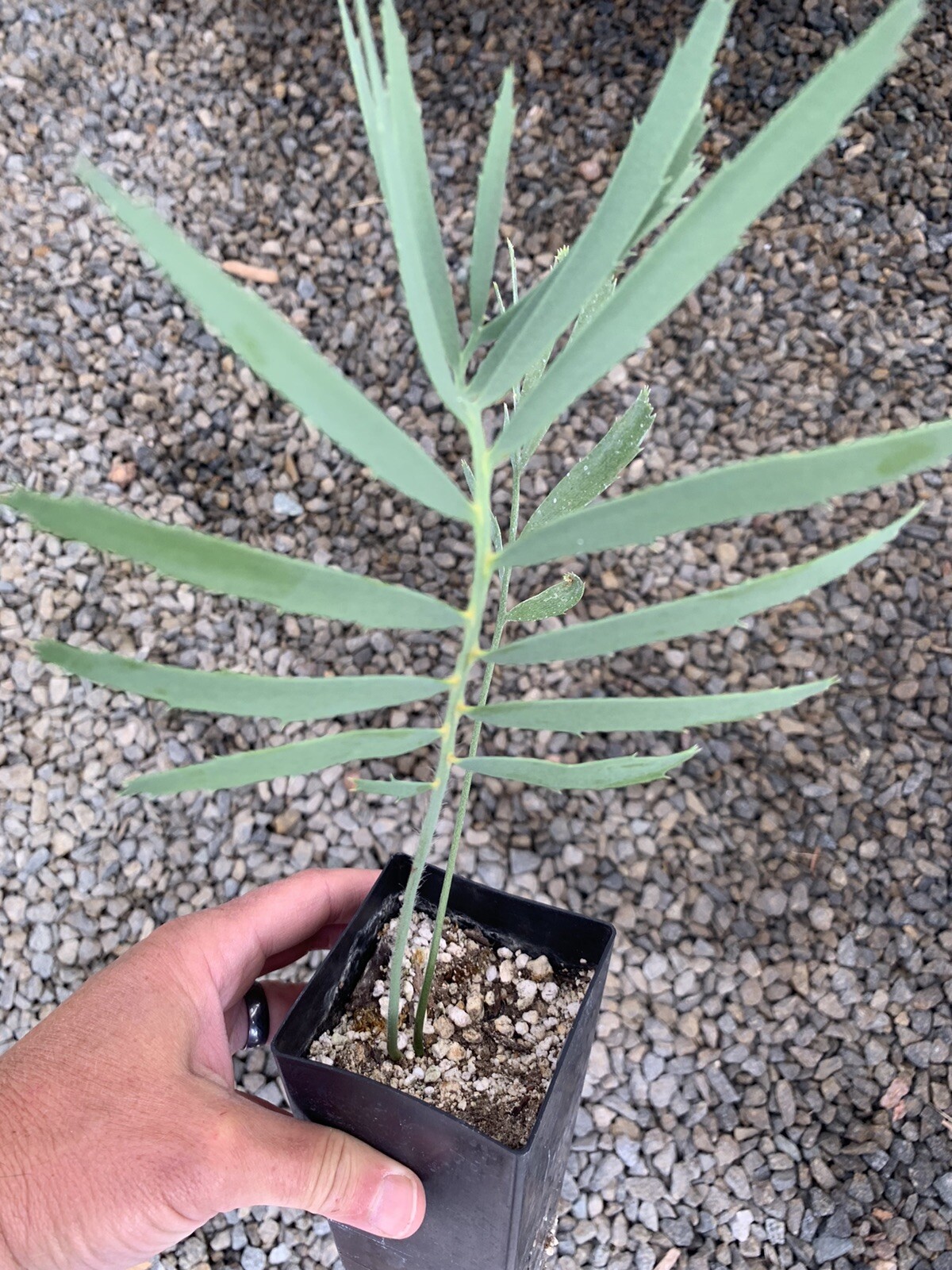Encephalartos Nubimontanus Extinct CLOUD MOUNTAIN CYCAD Ice Blue Cycads ...
