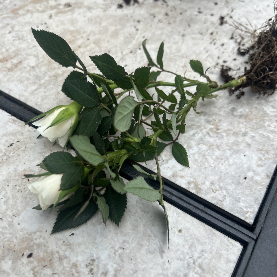 6" Mini Rose Plant (White) – Live Starter Plant - Indoor/Outdoor Garden ...