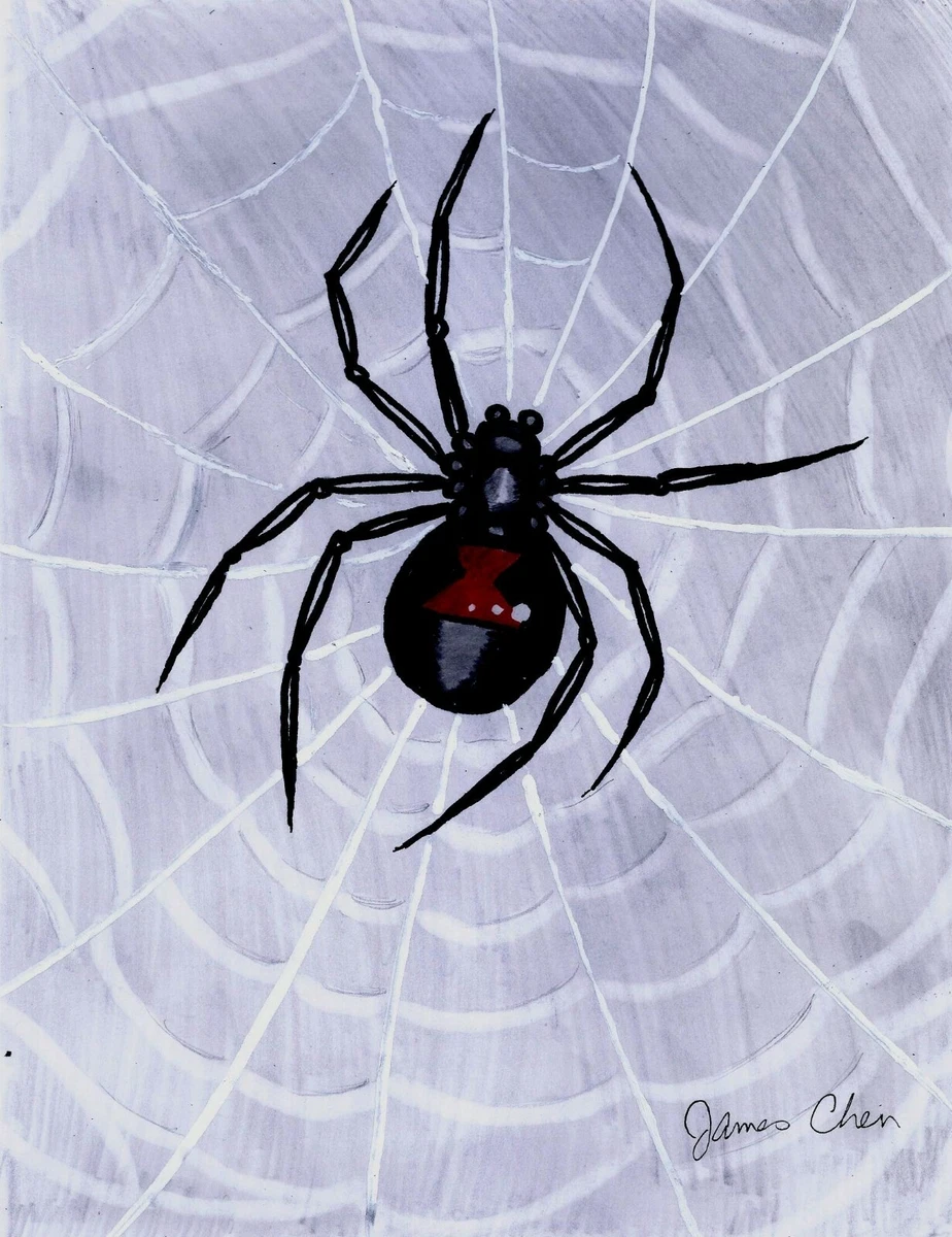Black Widow Spider Drawing In Pencil