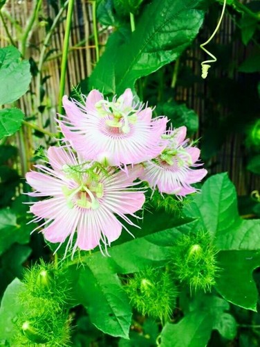 Passiflora Lanuginosa (ciliata) San Antonio TX 20 seeds | eBay