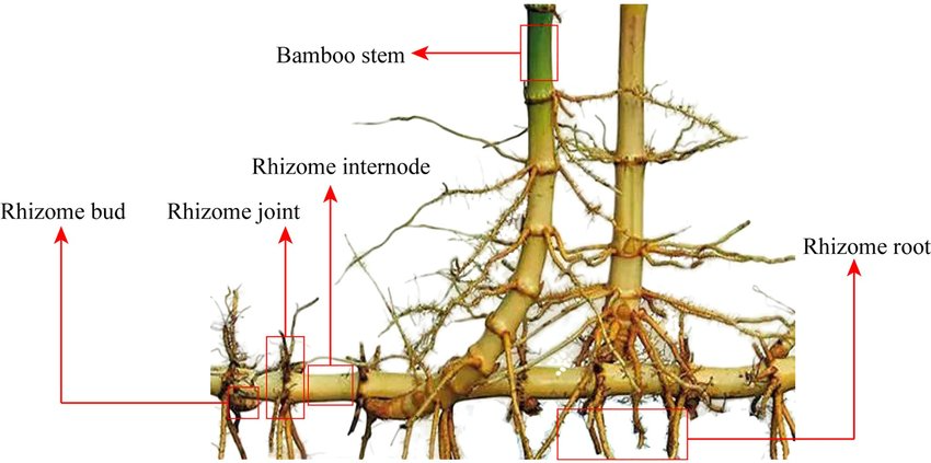 Live Bamboo! Fast Growing Privacy Fence! Bare Root Plant! 6 rhizomes, 6 ...
