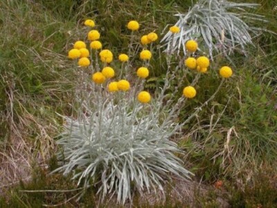 Pycnosorus globosa 50+ BILLY BUTTONS SEEDS Australian native wildflower ...