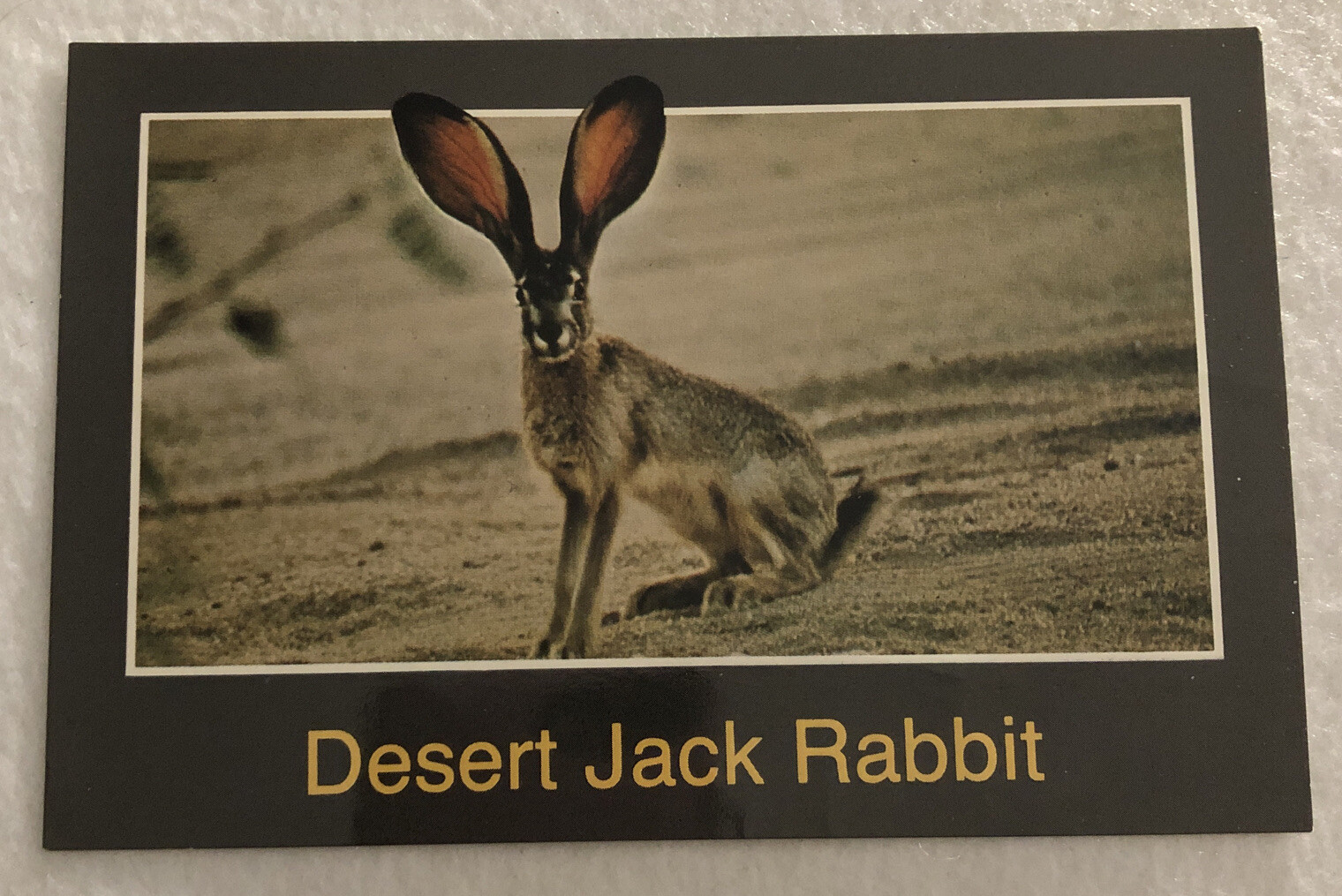 Desert Jack Rabbit - Photo By Margaret Kurzius - Postcard (C1) | eBay