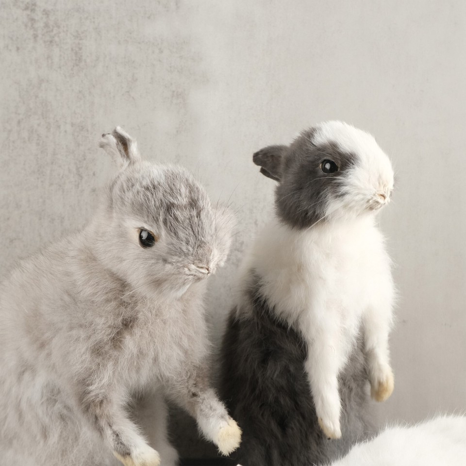 Domestic Rabbit Taxidermy Standing Miniature Specimen Genuine Craft ...