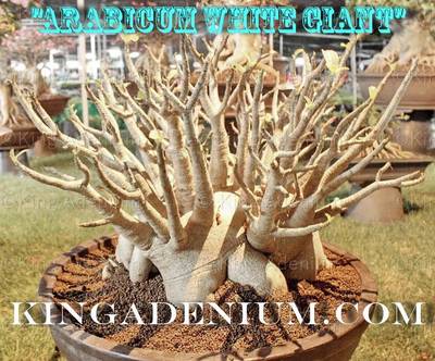ADENIUM ARABICUM " WHITE GIANT " DESERT ROSE 50 SEEDS FRESH. GREAT ...