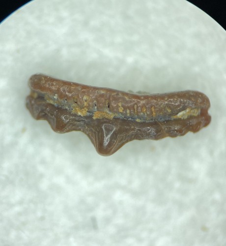 RARE High Quality Synechodus Rhaeticus Fossil Triassic Shark Tooth ...
