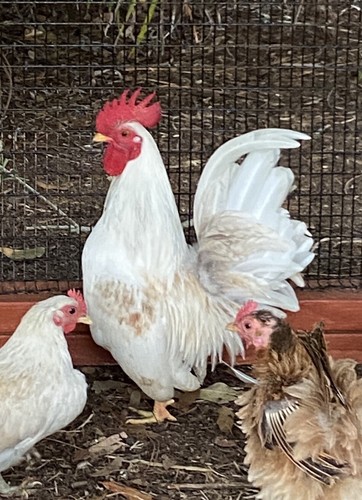 12++ Serama Fertile Hatching eggs | eBay