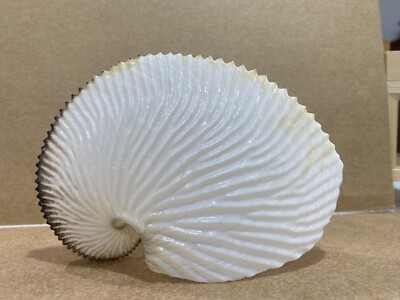 Paper Nautilus Shell | eBay