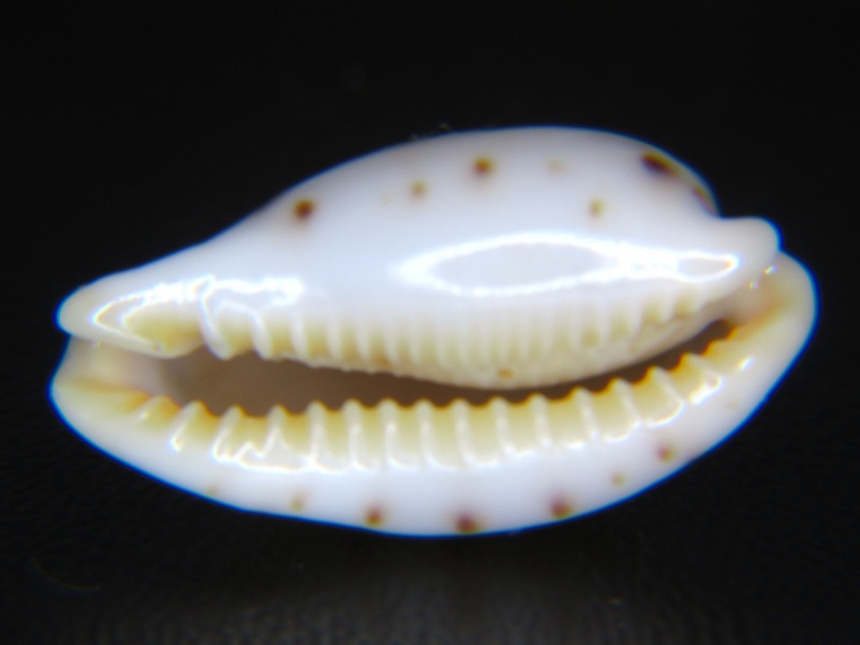 CYPRAEA SAULAE SIASIENSIS: AWESOME DORSAL PATTERN AT 24.79MM-BEST PRICE ...