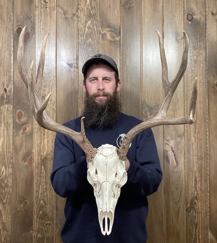 Dark Mini 6x5 Mule Deer Antler Horn Fake Skull Mount Taxidermy Rack Man ...