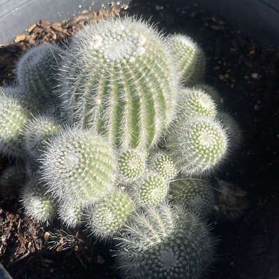 NOTOCACTUS Scopa Live Succulent Plant Silver Ball Cactus Clump Cluster ...