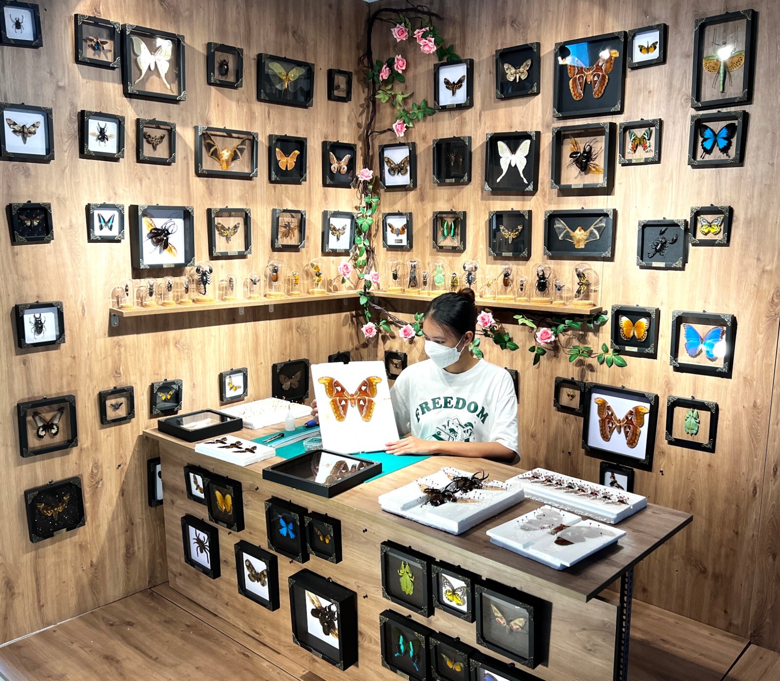 Framed Bee Mantis Beetle Real Pinned Insect Taxadermy Insect Gift For ...