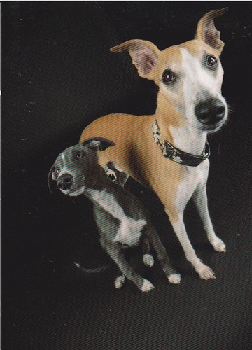 Miska-Alexander Argillander Whippet | eBay