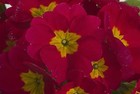 Primula polyantha Supernova Red 1,000 seeds | eBay