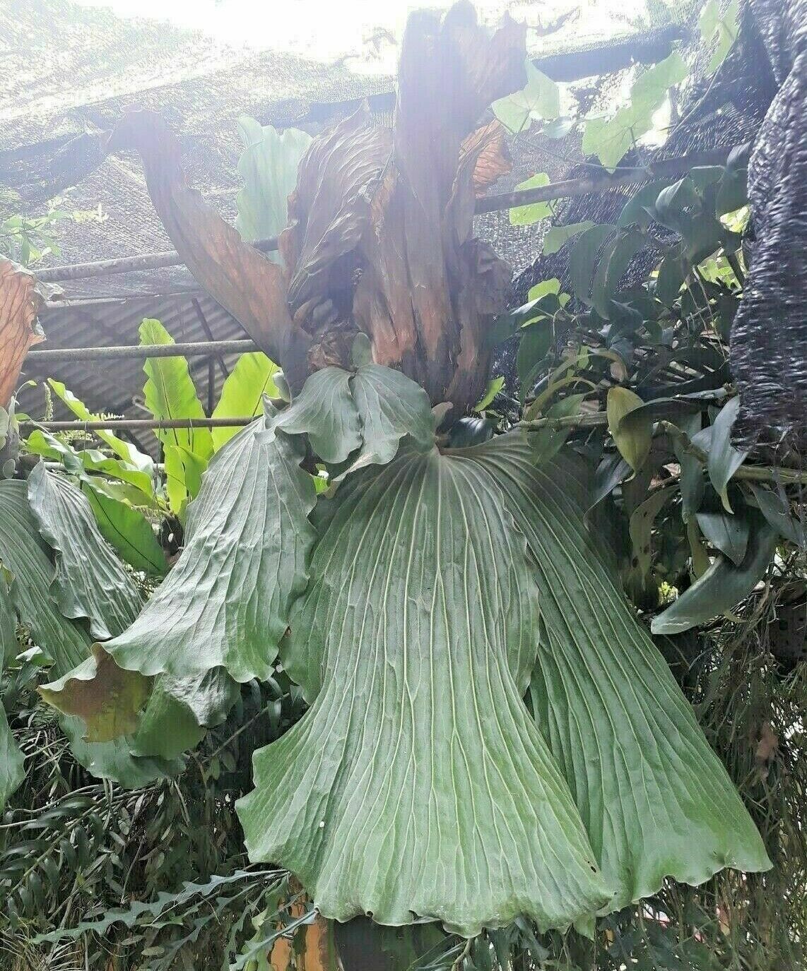 Staghorn Fern Platycerium elephantotis 3000 - 5000 spore + FREE ...