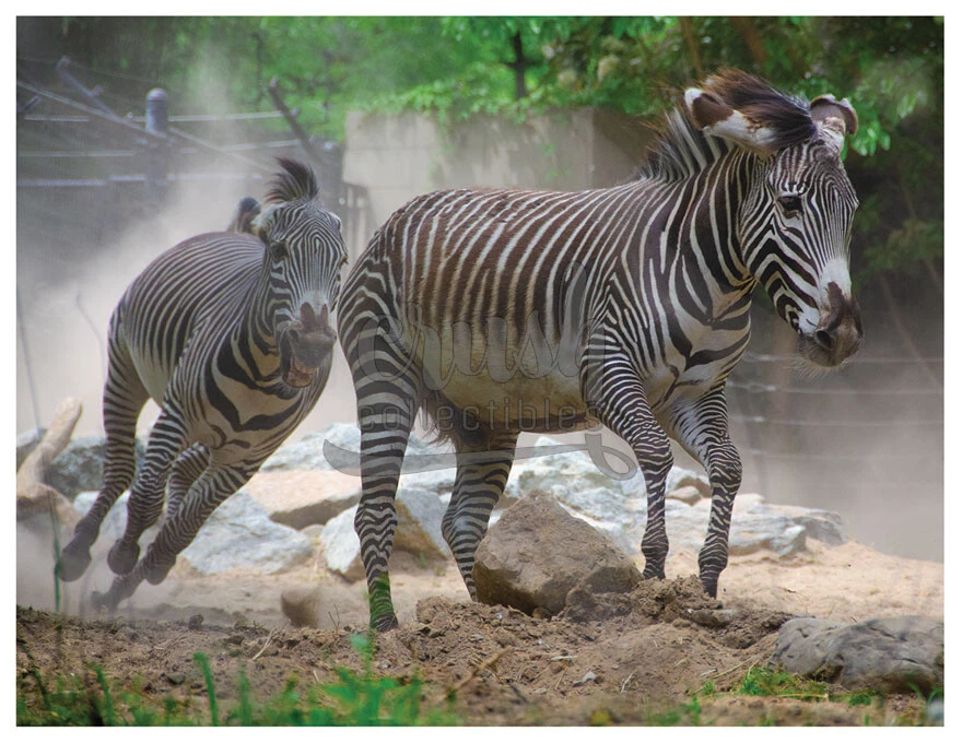 Zebra Stampede