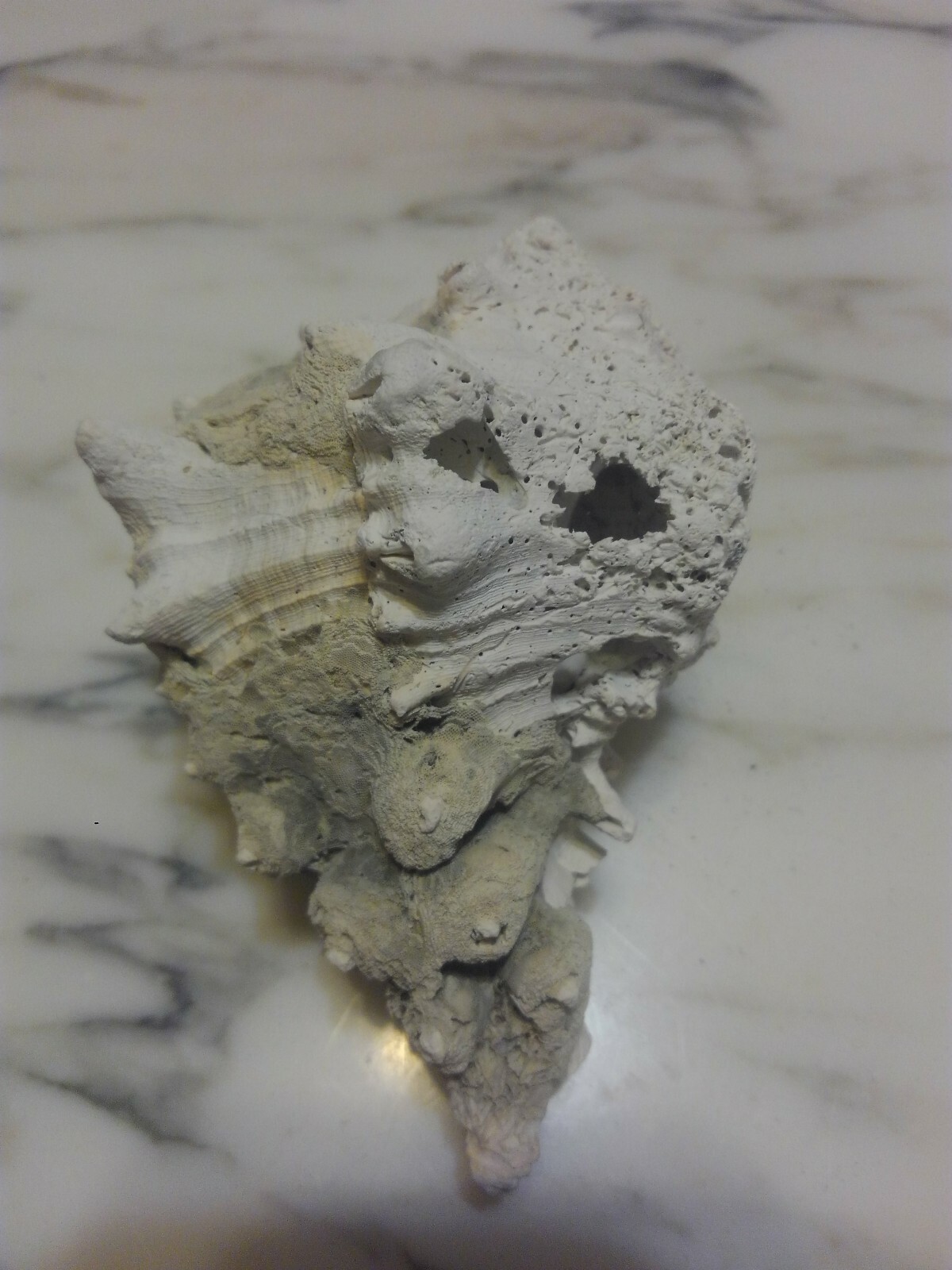 M02 Ancient Giant Eastern Murex Sea Shell 4 1/2" Beach Nautical Decor ...