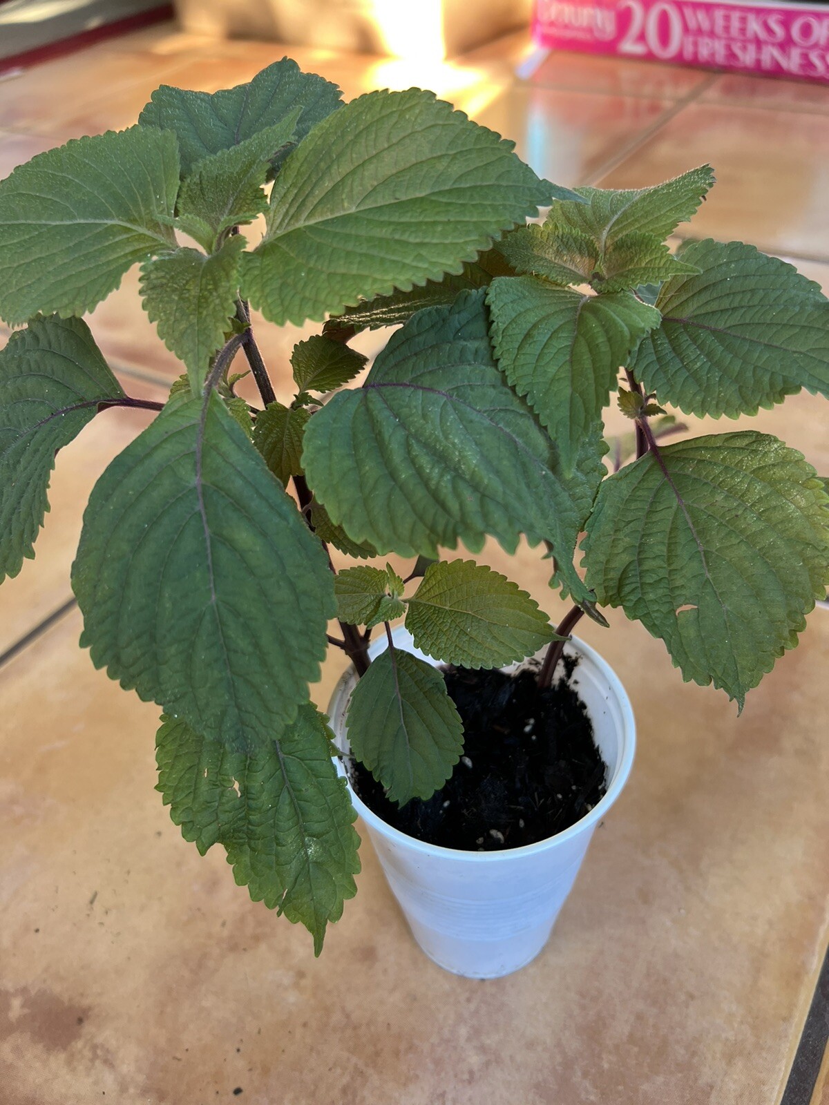2 Shiso Perilla Live Plant Green Purple Beefsteak Plant Ready To Plant ...