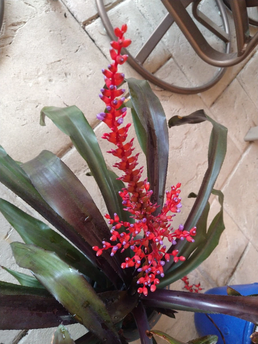 Bromeliad Aechmea